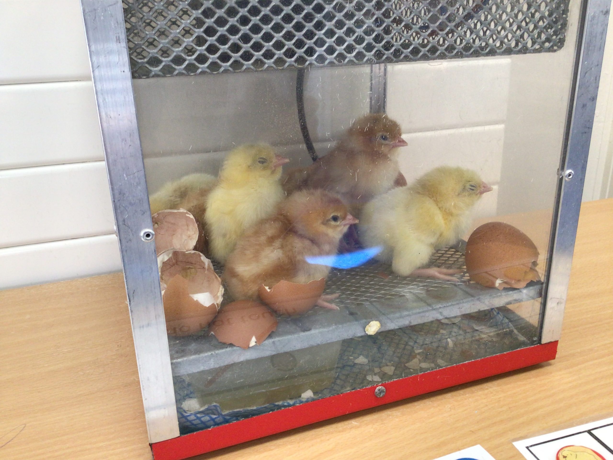 Chicks In Reception - Ferndown First School
